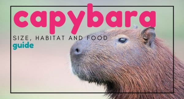 Capybara - The Complete Guide (habitat, diet, care...) - UntamedAnimals Capybara - The Complete Guide (habitat, diet, care...) - UntamedAnimals