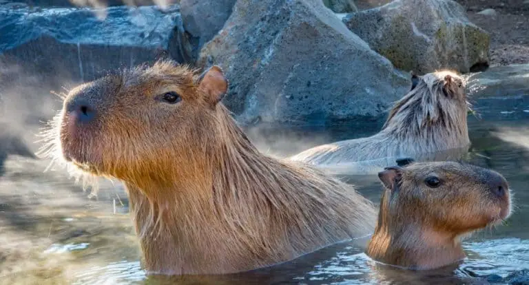8 Unusual Facts About Capybara Teeth - UntamedAnimals