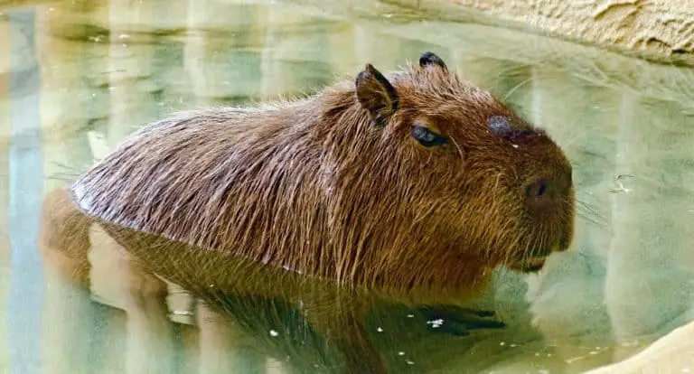8 Unusual Facts About Capybara Teeth - UntamedAnimals