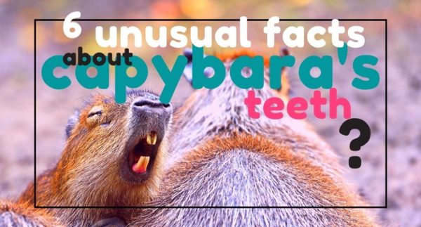 8 Unusual Facts About Capybara Teeth - UntamedAnimals
