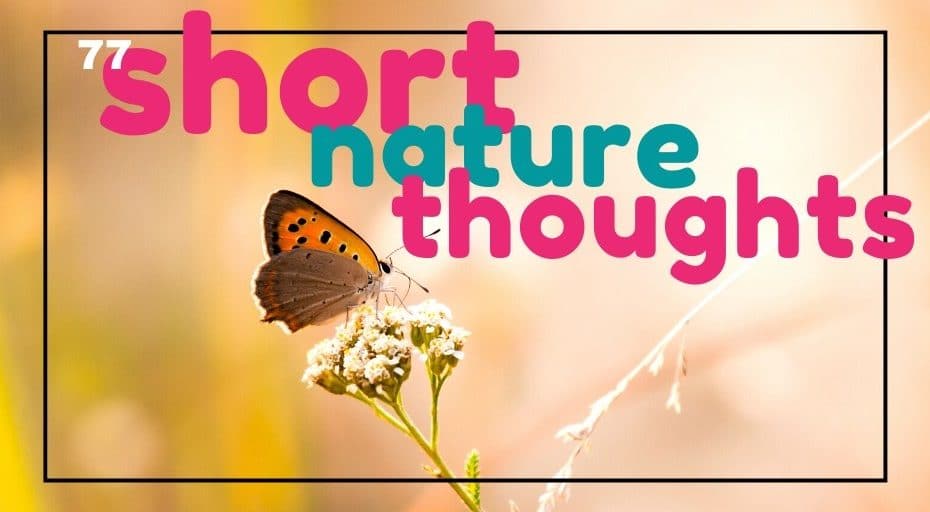 77 Short Thoughts On Nature - Bite-Sized Wisdom - UntamedAnimals.com