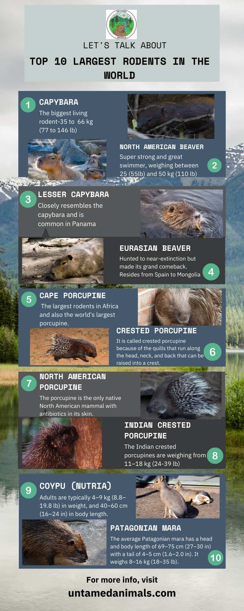 10 Largest Rodents In The World (They Are Massive!) - UntamedAnimals