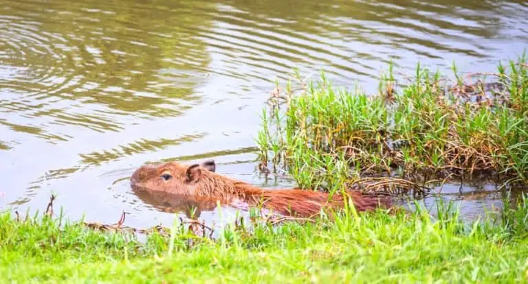 Do People Eat Capybaras? - UntamedAnimals