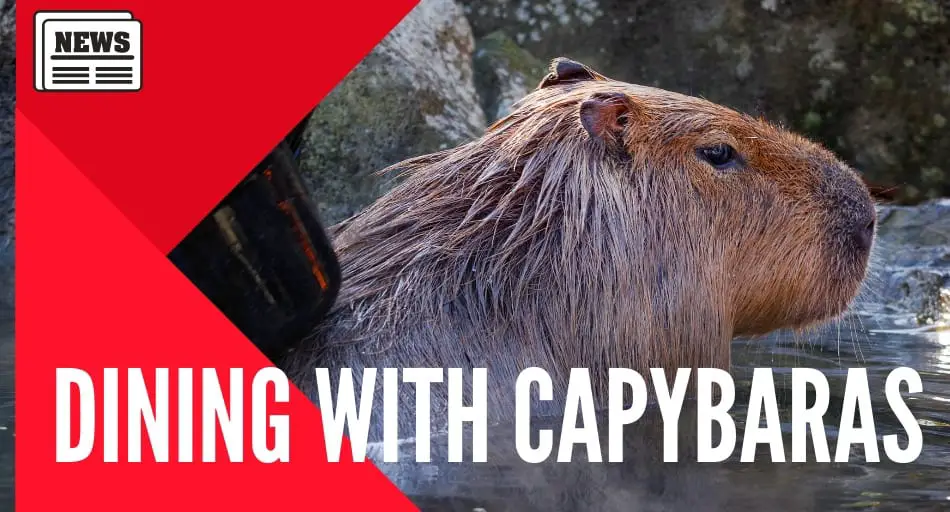 What do capybaras eat?