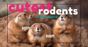 Boop! These Are The Cutest Rodents In The World - UntamedAnimals