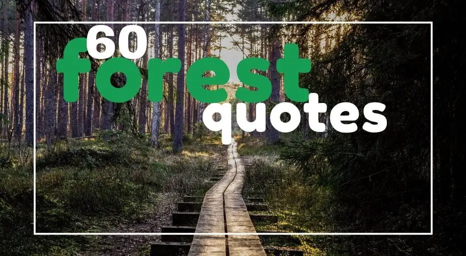 60 Serene Forest Quotes. Unleash the Secret of Forests ...