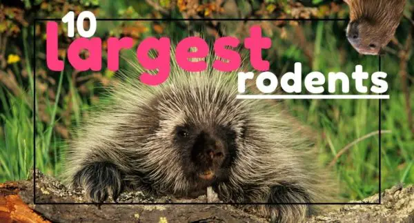 10 Largest Rodents In The World (They Are Massive!) - UntamedAnimals