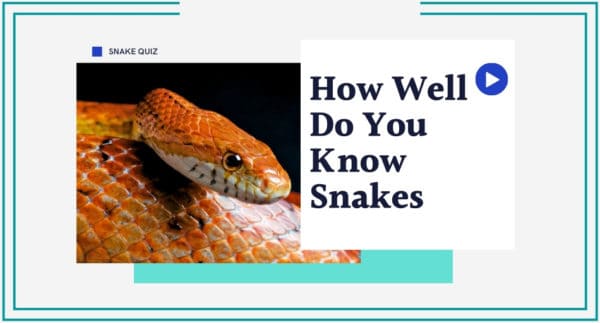 Snakes True or False Quiz - UntamedAnimals