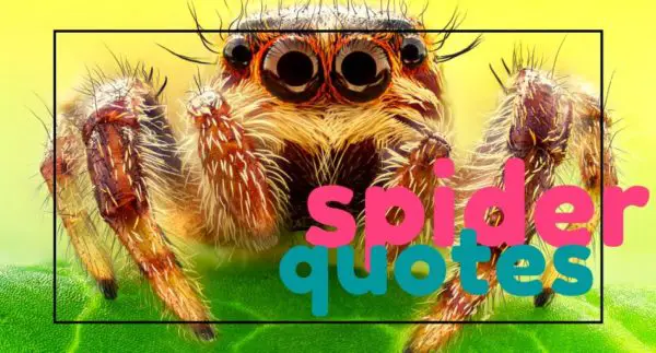 Spider Quotes No One Talks About - UntamedAnimals