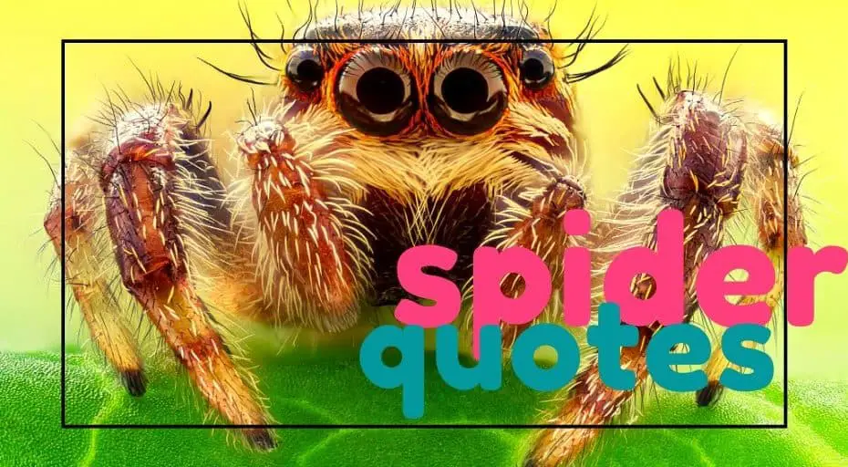 Spider Quotes No One Talks About - UntamedAnimals.com