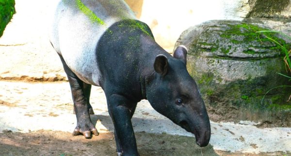 20 Remarkable Tapir Facts You Probably Didn't Know - UntamedAnimals