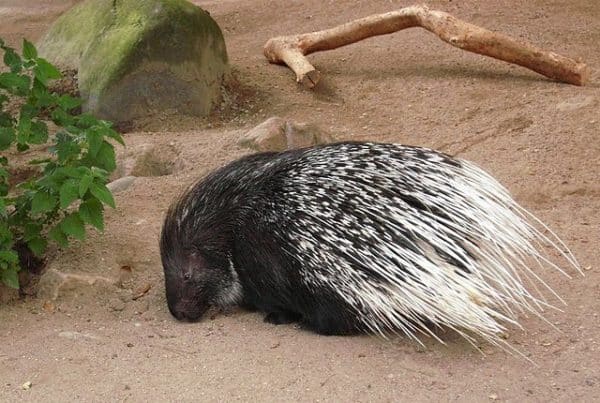 Are Porcupines or Their Quills Poisonous? - UntamedAnimals