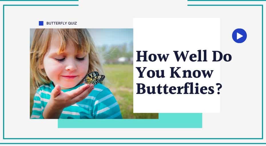 Butterfly True or False Quiz - UntamedAnimals.com