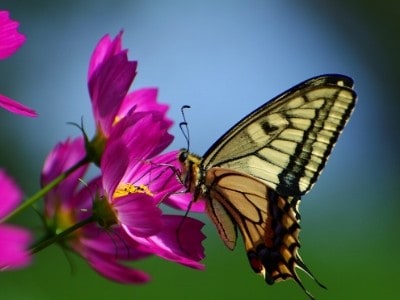 Butterflies have taste receptors on their feet - UntamedAnimals