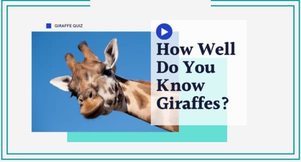 Giraffe Quiz - Tall And Proud - UntamedAnimals