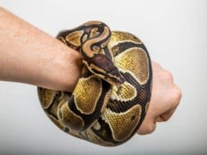 The word 'python' is derived from Latin meaning: - UntamedAnimals