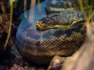 Python anchietae was named after... - UntamedAnimals