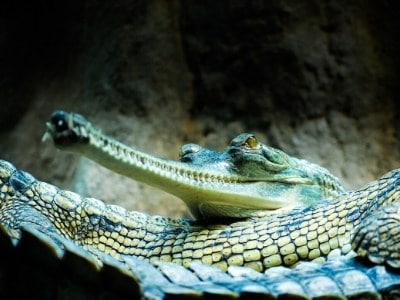 Has a thin snout and 110 sharp, interlocking teeth - UntamedAnimals