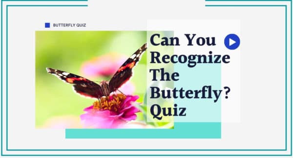 Recognize The Butterfly Quiz - Test Your Knowledge - UntamedAnimals