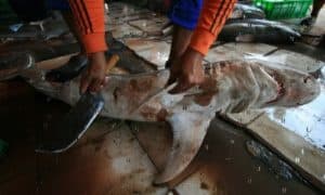 How Do Sharks Die? No. 1 Reason Can Be Stopped - UntamedAnimals