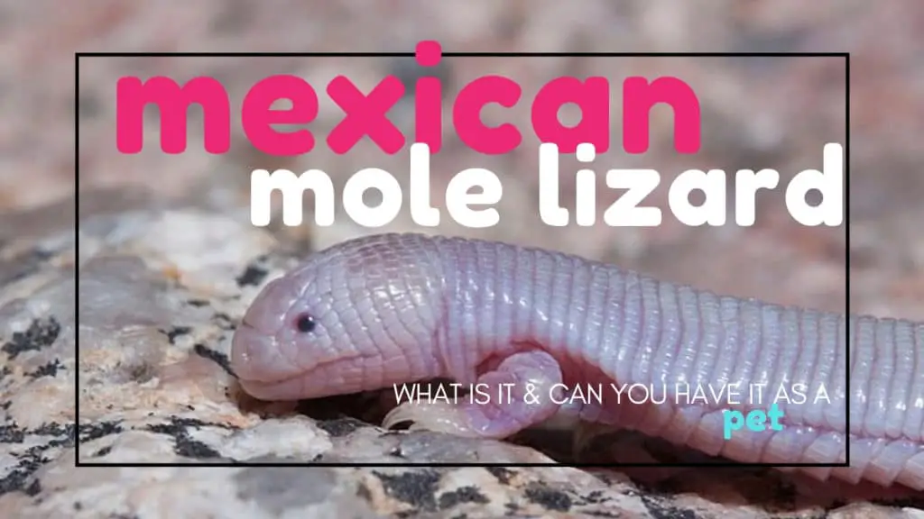 Lizards Archives - UntamedAnimals