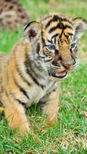 Lovely Baby Tiger Facts & Photos + Wallpapers - UntamedAnimals