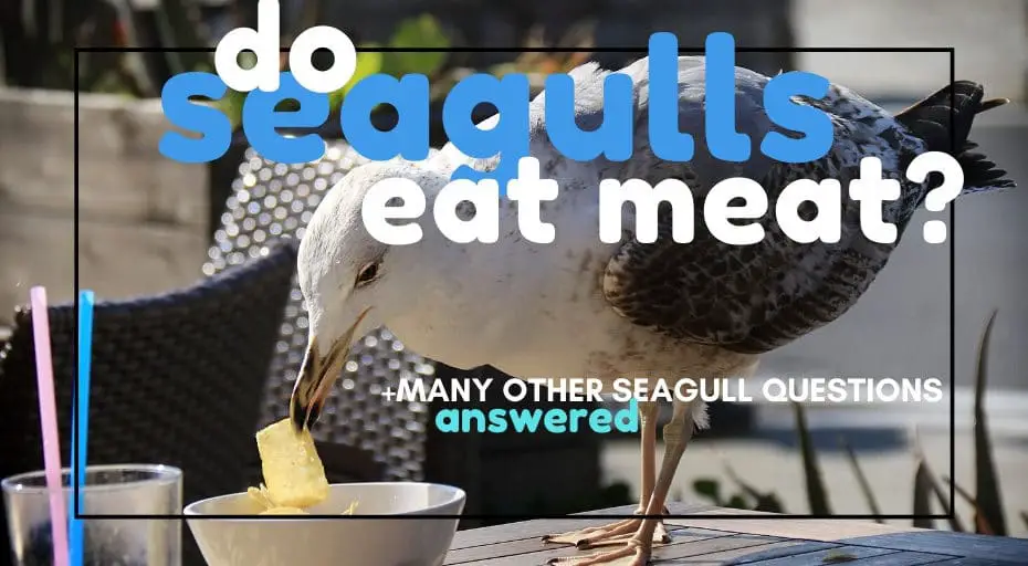 Do Seagulls Eat Meat? + Many Other Seagull Questions Answered ...