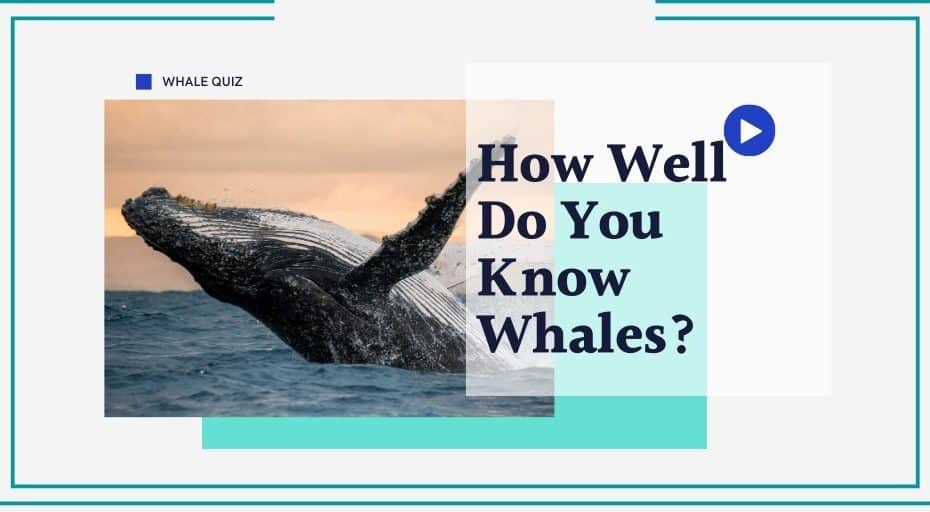 Whale Quiz - Will You Prevail Or Fail? - UntamedAnimals.com