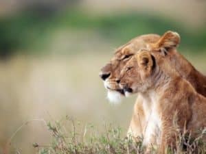 Lioness Facts, Photos & Quotes (What Can You Learn From Them ...
