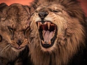 Lioness Facts, Photos & Quotes (What Can You Learn From Them ...