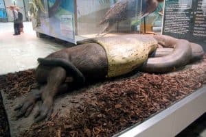 Do People Eat Anacondas? How Fast Are They? Anaconda Facts + FAQ ...