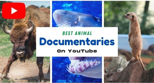 Best Animal Documentaries On YouTube (FREE To Watch) - UntamedAnimals