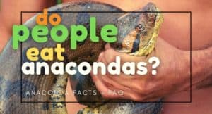 Do People Eat Anacondas? How Fast Are They? Anaconda Facts + FAQ ...