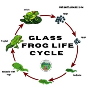40+ Glass Frog Questions Answered (Videos, Photos + More) - UntamedAnimals