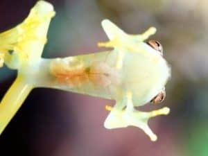 40+ Glass Frog Questions Answered (Videos, Photos + More) - UntamedAnimals