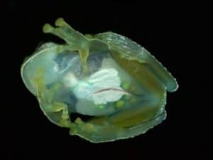 40+ Glass Frog Questions Answered (Videos, Photos + More) - UntamedAnimals