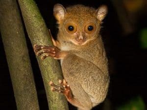 Tarsier - 36+ Questions Answered (with examples, photos & videos ...