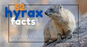 52 Hyrax Facts - The Ultimate Guide to Rock, Bush & Tree Hyraxes (with ...