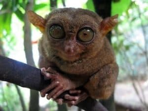 Tarsier - 36+ Questions Answered (with examples, photos & videos ...