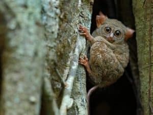 Tarsier - 36+ Questions Answered (with examples, photos & videos ...