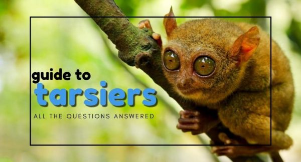 Tarsier - 36+ Questions Answered (with examples, photos & videos ...