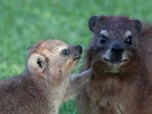 52 Hyrax Facts - The Ultimate Guide to Rock, Bush & Tree Hyraxes (with ...