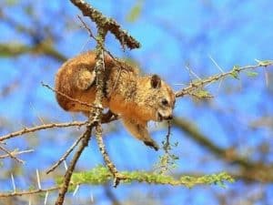 52 Hyrax Facts - The Ultimate Guide to Rock, Bush & Tree Hyraxes (with ...