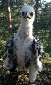 All About Baby Eagles (Eaglets) | Facts, Photos & Videos - UntamedAnimals