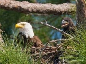 All About Baby Eagles (Eaglets) | Facts, Photos & Videos - UntamedAnimals