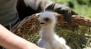 All About Baby Eagles (Eaglets) | Facts, Photos & Videos - UntamedAnimals