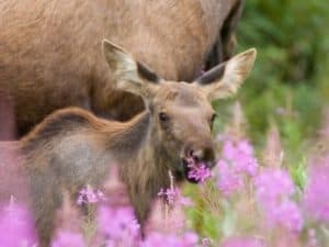 Cute Baby Moose Photos, Facts, And Videos (All Your Questions Answered ...