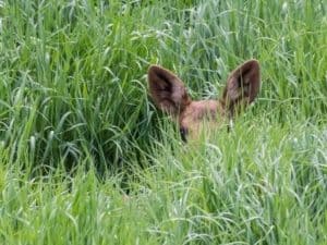Cute Baby Moose Photos, Facts, And Videos (All Your Questions Answered ...