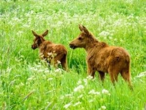 Cute Baby Moose Photos, Facts, And Videos (All Your Questions Answered ...