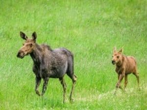 Cute Baby Moose Photos, Facts, And Videos (All Your Questions Answered ...